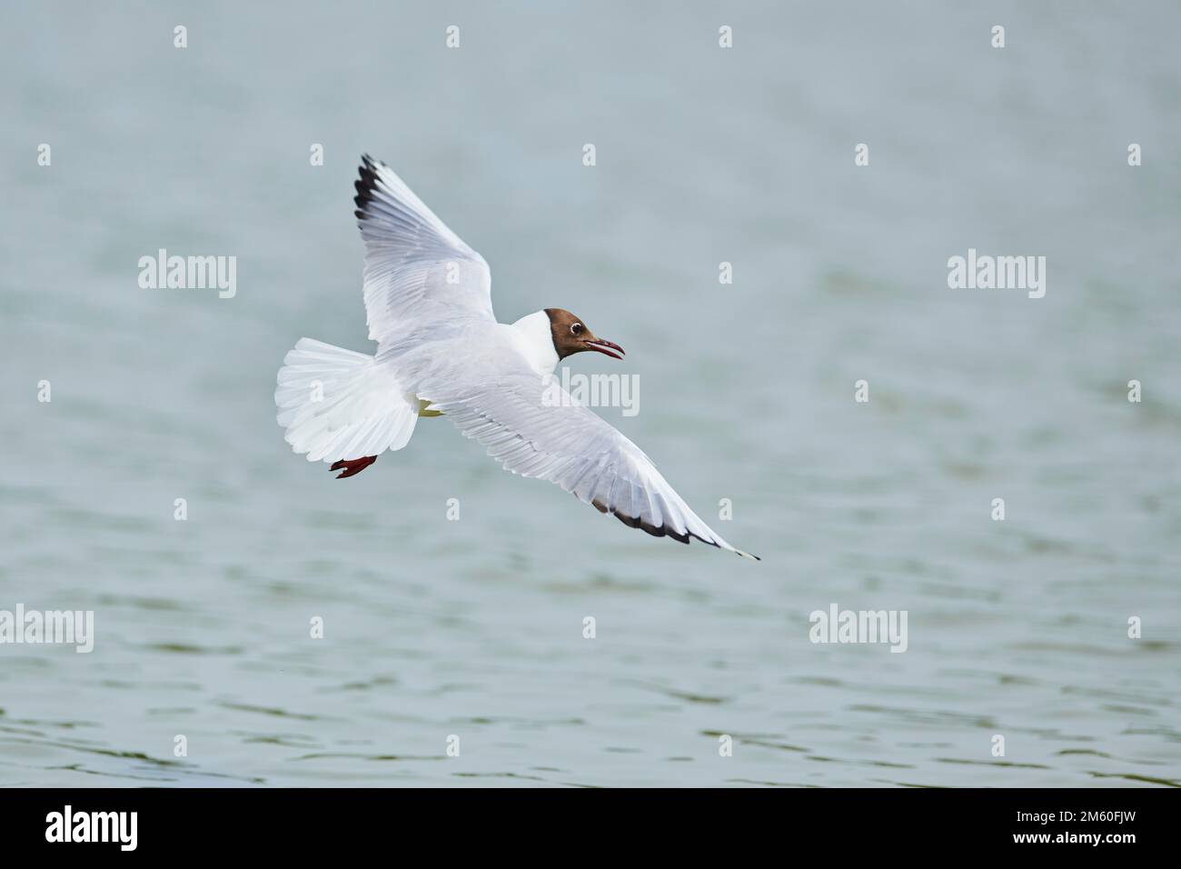 Black-headed gull (Chroicocephalus ridibundus) flying above the water ...