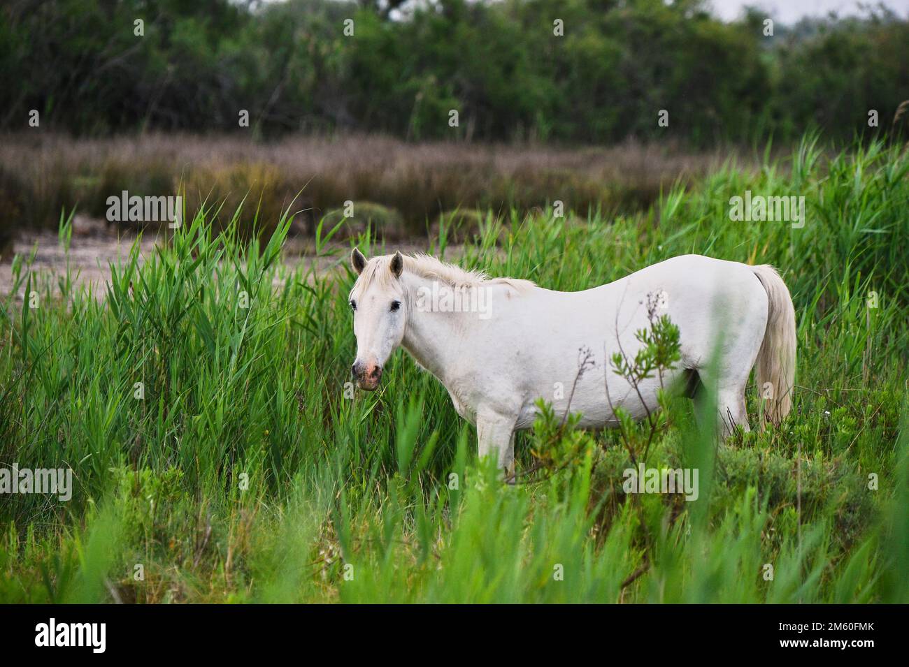 Camargue horse, standing on a meadow, Camargue, France Stock Photo - Alamy