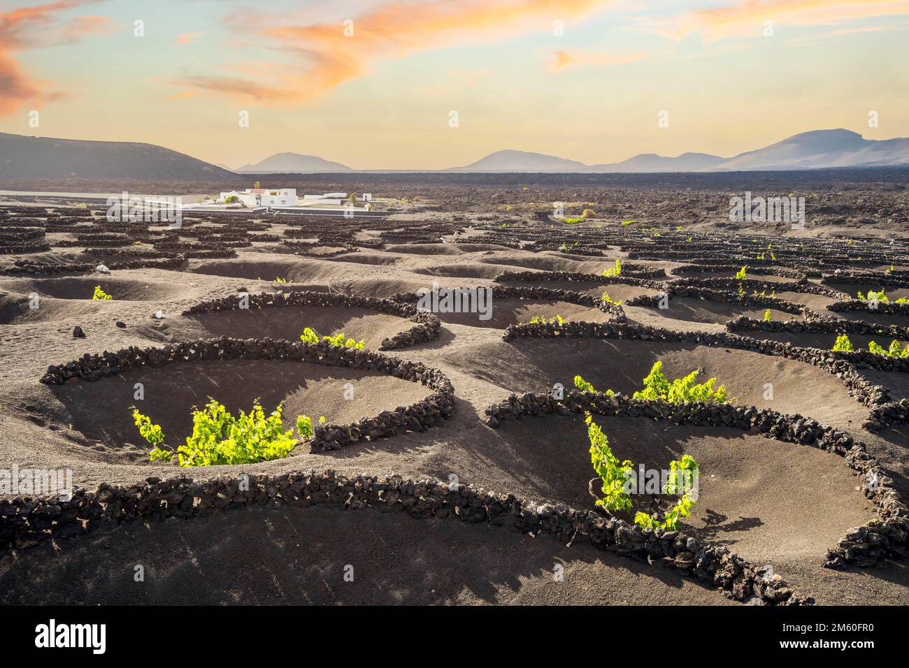 Grapevine on black volcanic soil in vineyards of La Geria, Lanzarote ...
