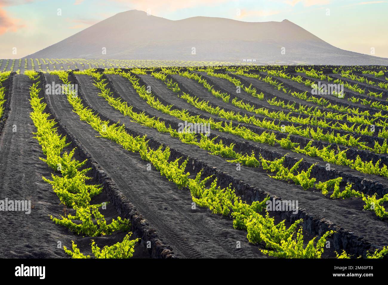 Grapevine on black volcanic soil in vineyards of La Geria, Lanzarote ...
