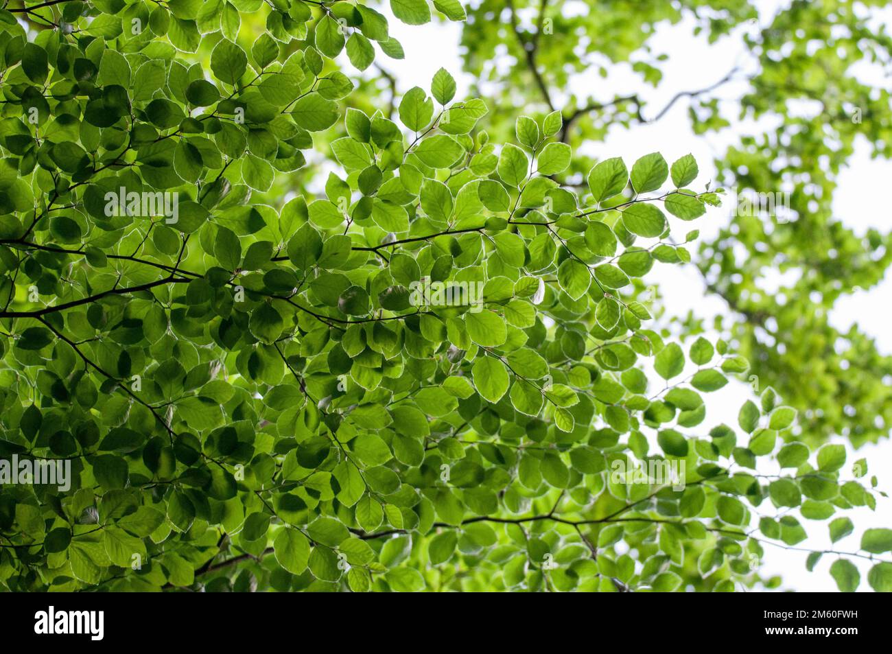Common beech (Fagus sylvatica), lush green leaves from below in the sky ...