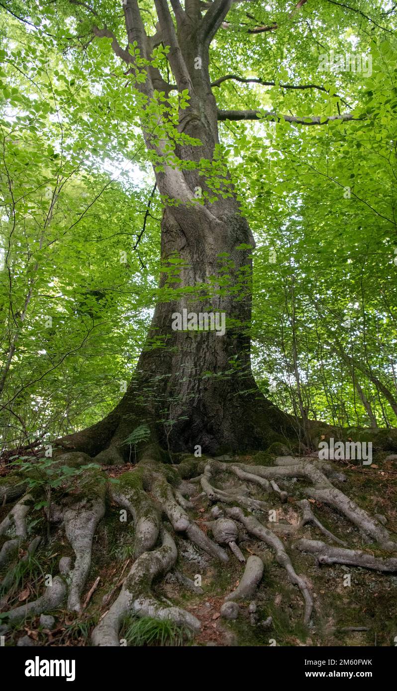 Common beech (Fagus sylvatica), growing on stony ground with large ...