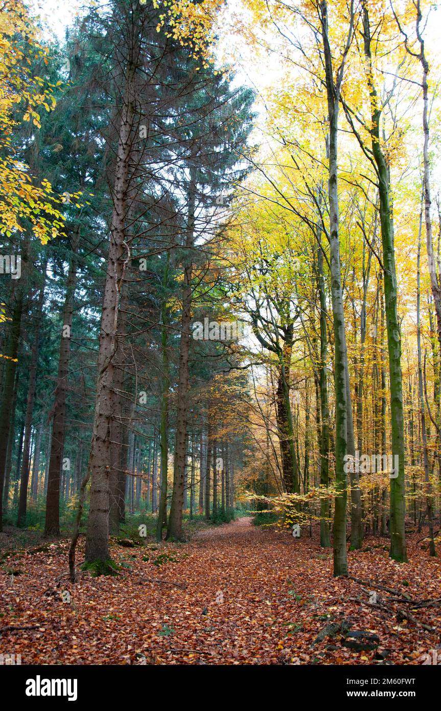Forest path through mixed forest, autumn in mixed coniferous and ...