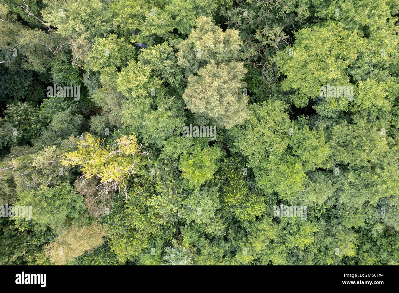 Aerial shot dense tree canopy hi-res stock photography and images - Alamy