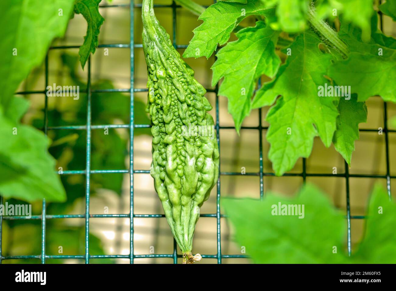 commonly called bitter melon, Goya, bitter apple, bitter gourd, bitter ...