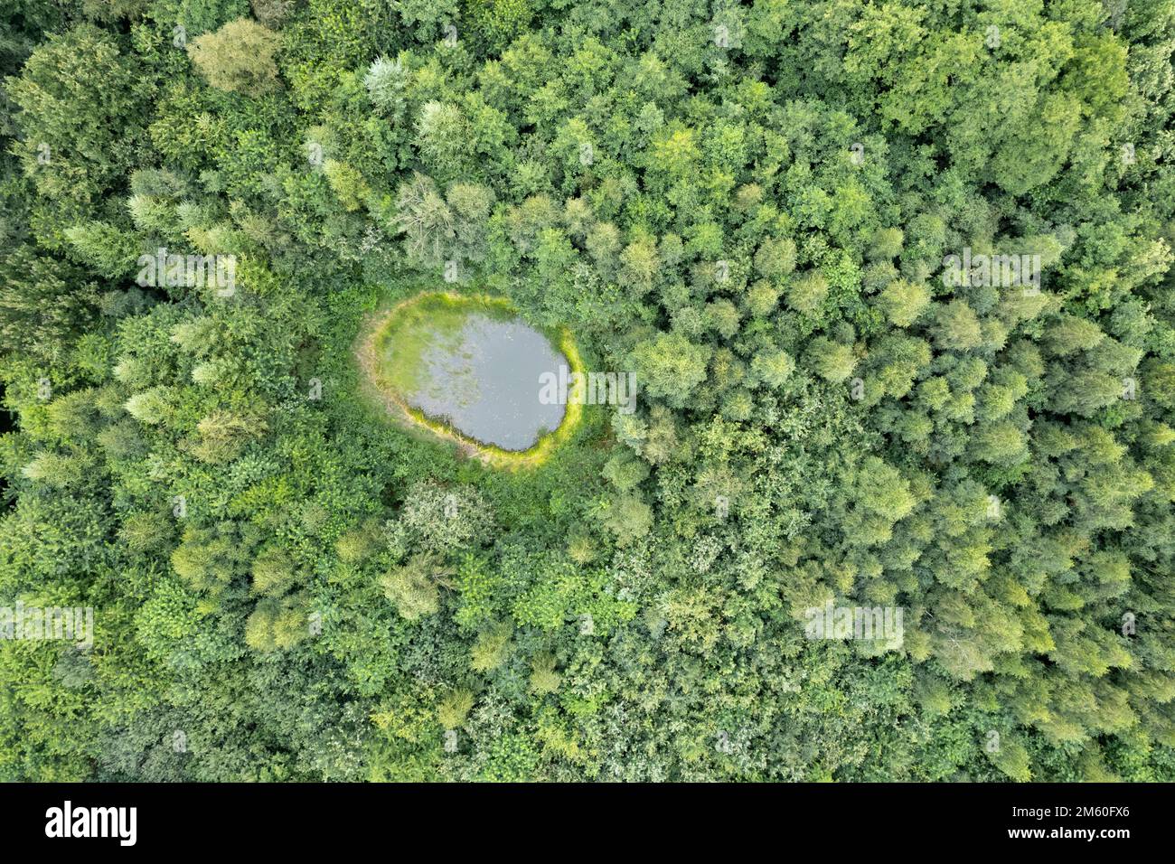 Aerial photograph of small water bodies in the forest, small water ...