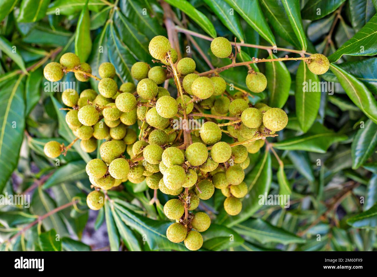Longan (Dimocarpus longan) is a small, round, sweet, and watery fruit ...