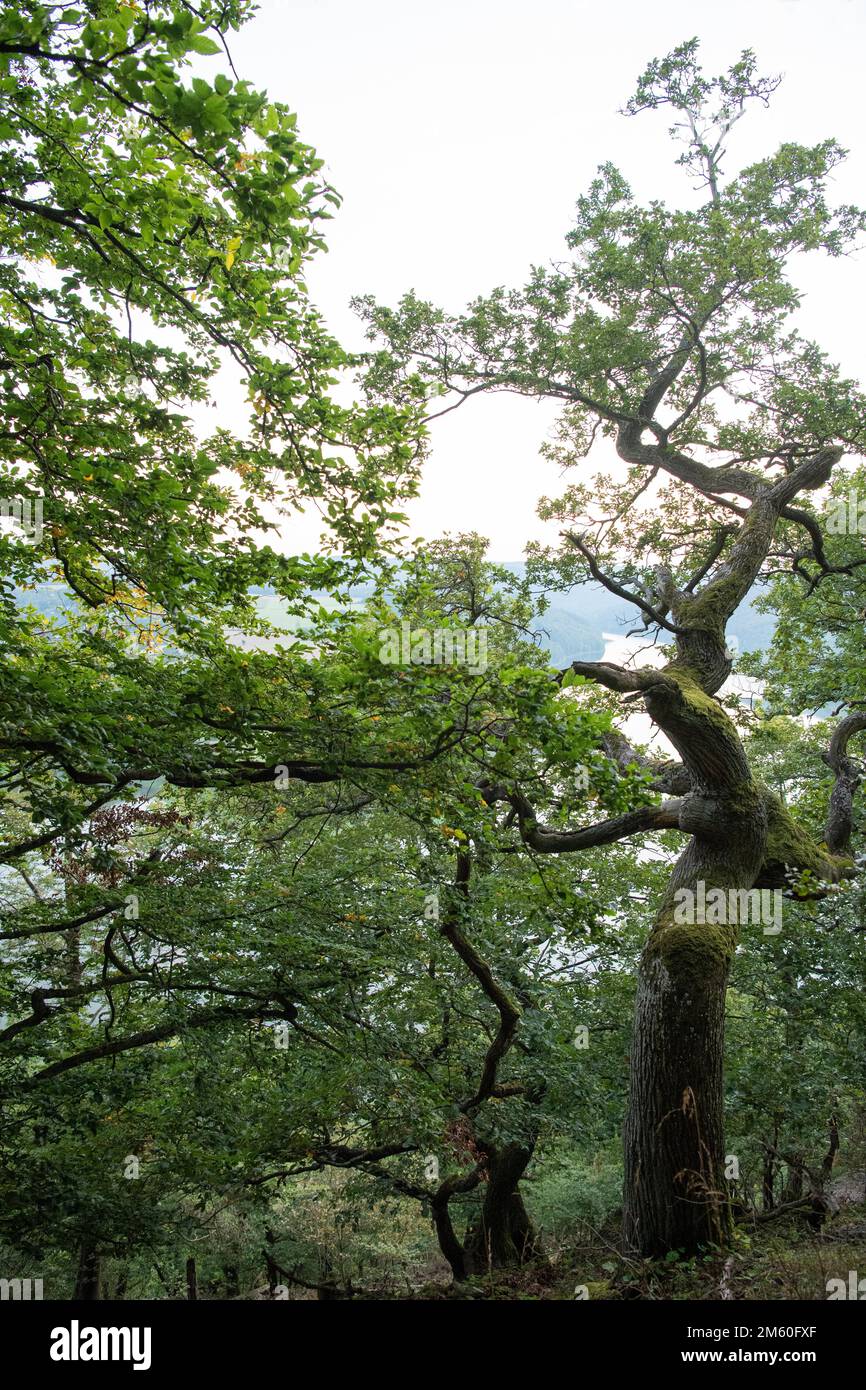 Sessile oak (Quercus petraea), old tree in the National Park ...