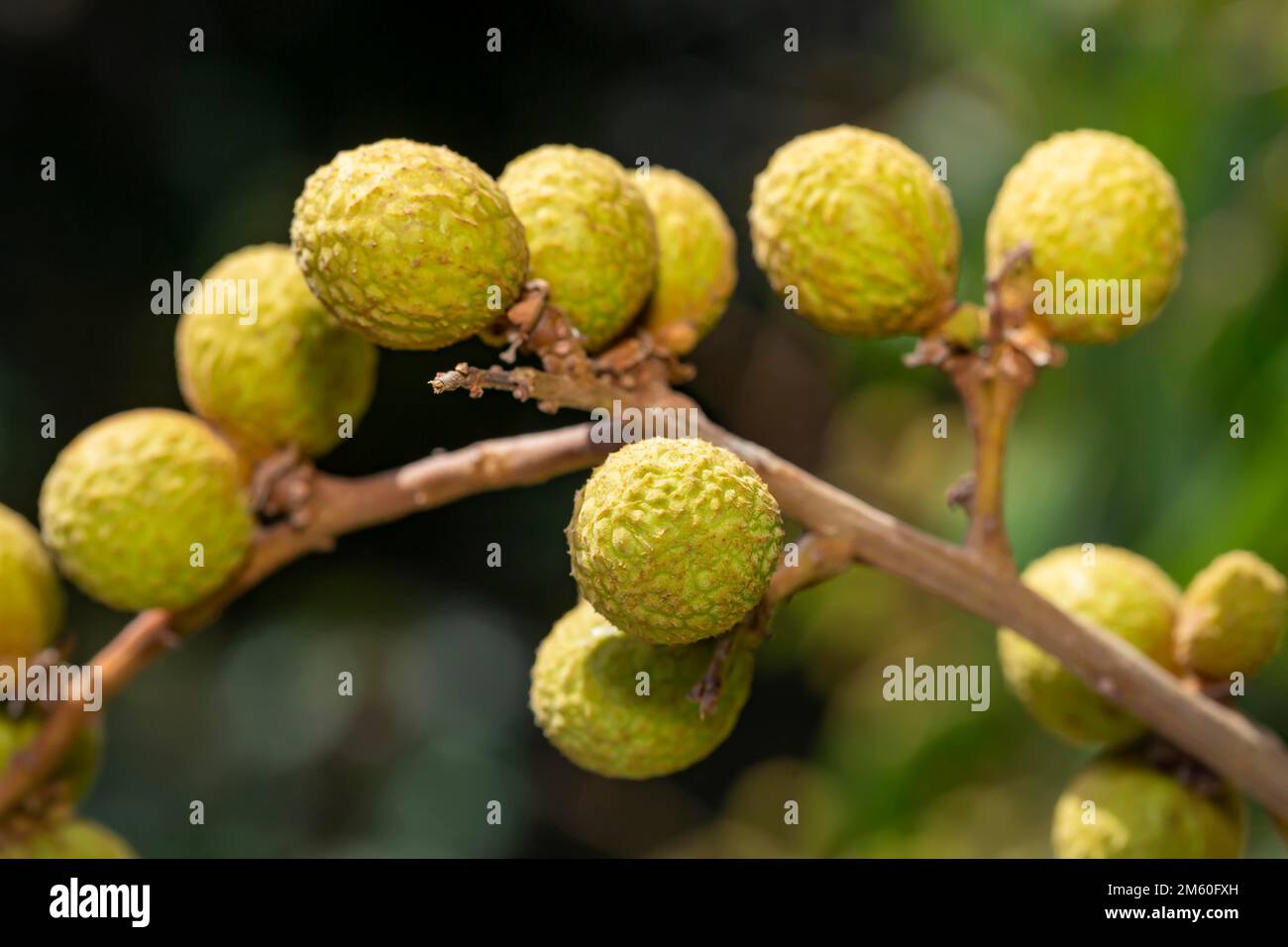 Longan (Dimocarpus longan) is a small, round, sweet, and watery fruit ...