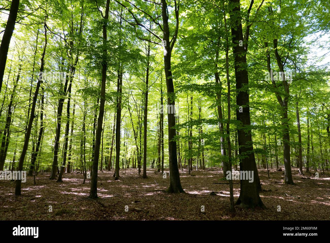 Beech tree sapling hi-res stock photography and images - Alamy