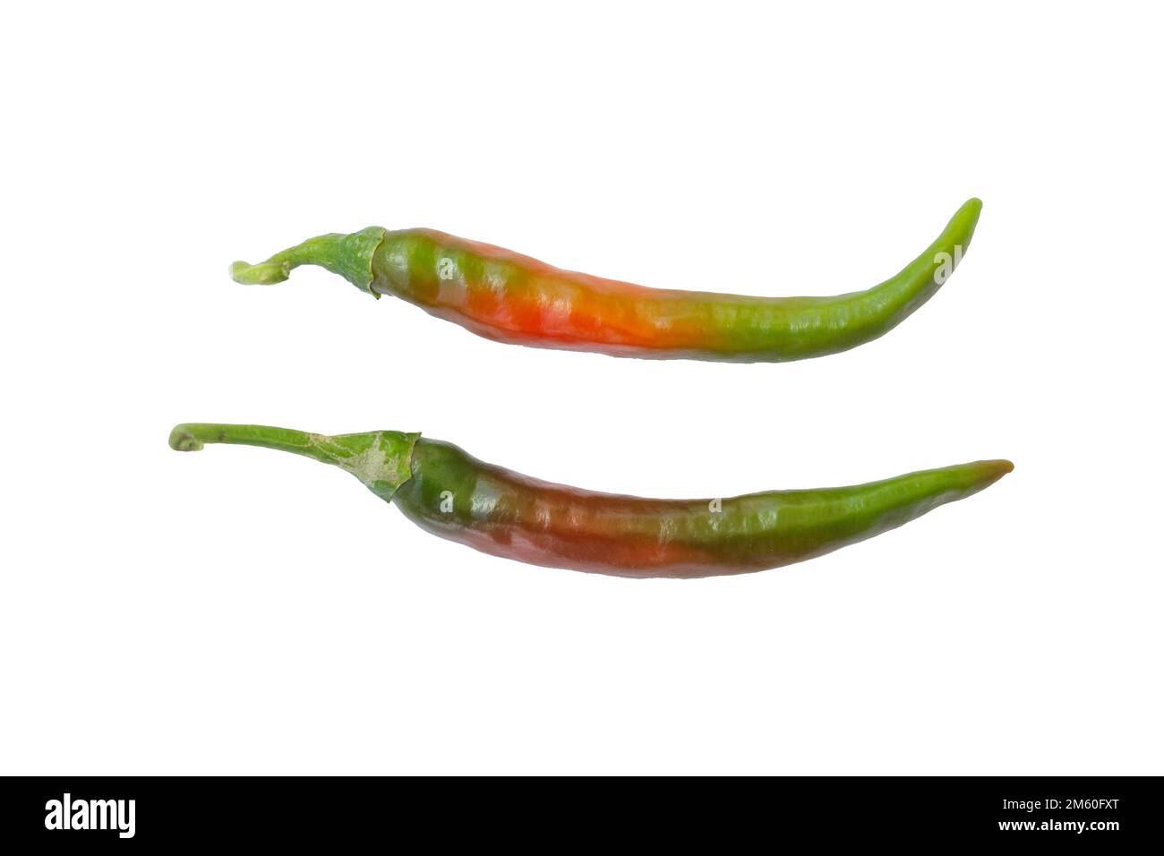 Chili Pepper (Capsicum annuum) Chili Red isolated on white background ...