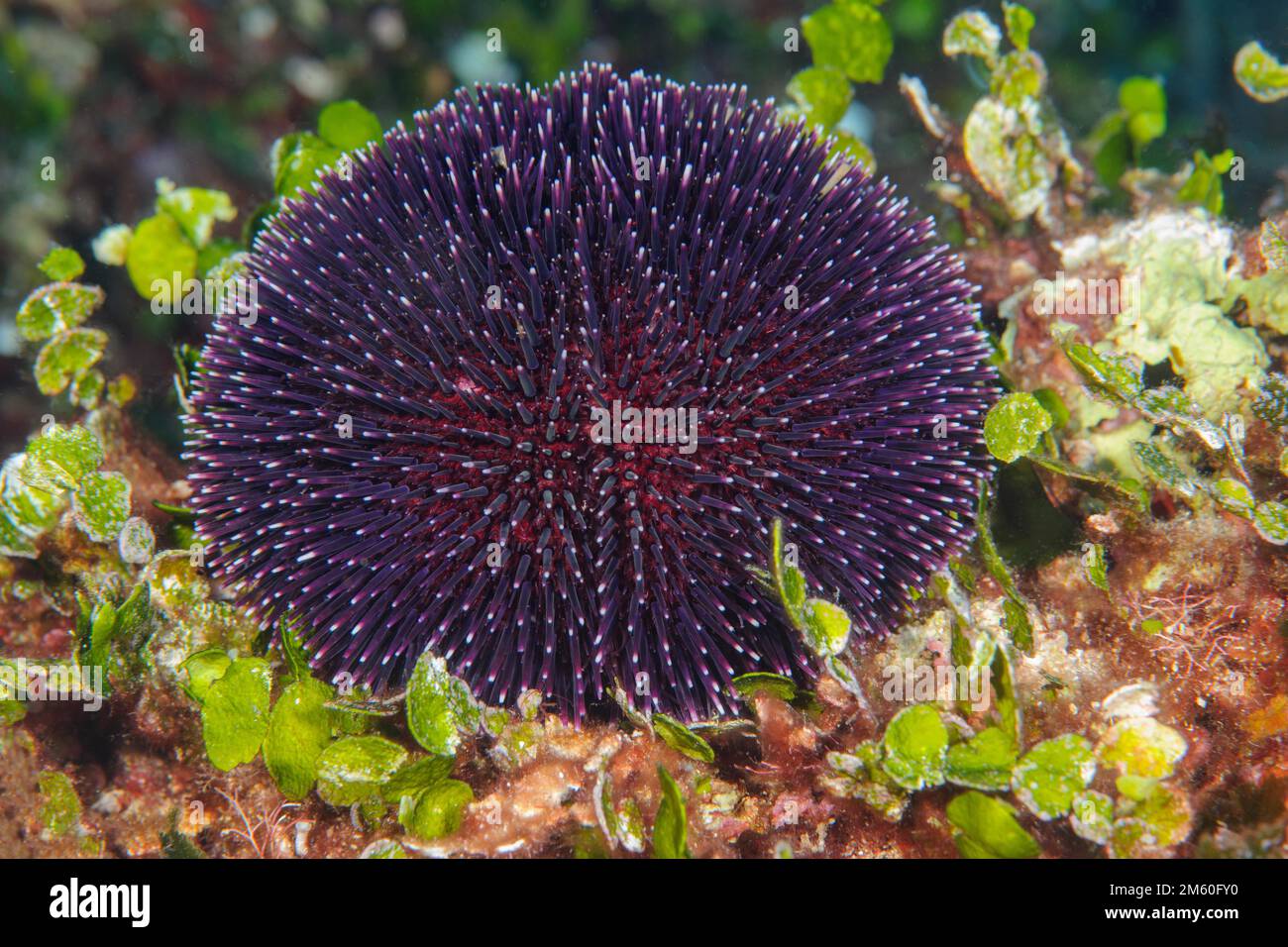 Purple sea urchin (Sphaerechinus granularis) crawls over eating ...