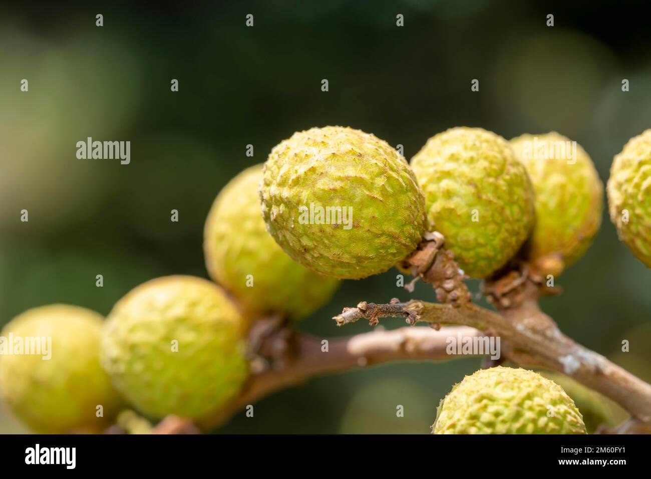 Longan (Dimocarpus longan) is a small, round, sweet, and watery fruit ...