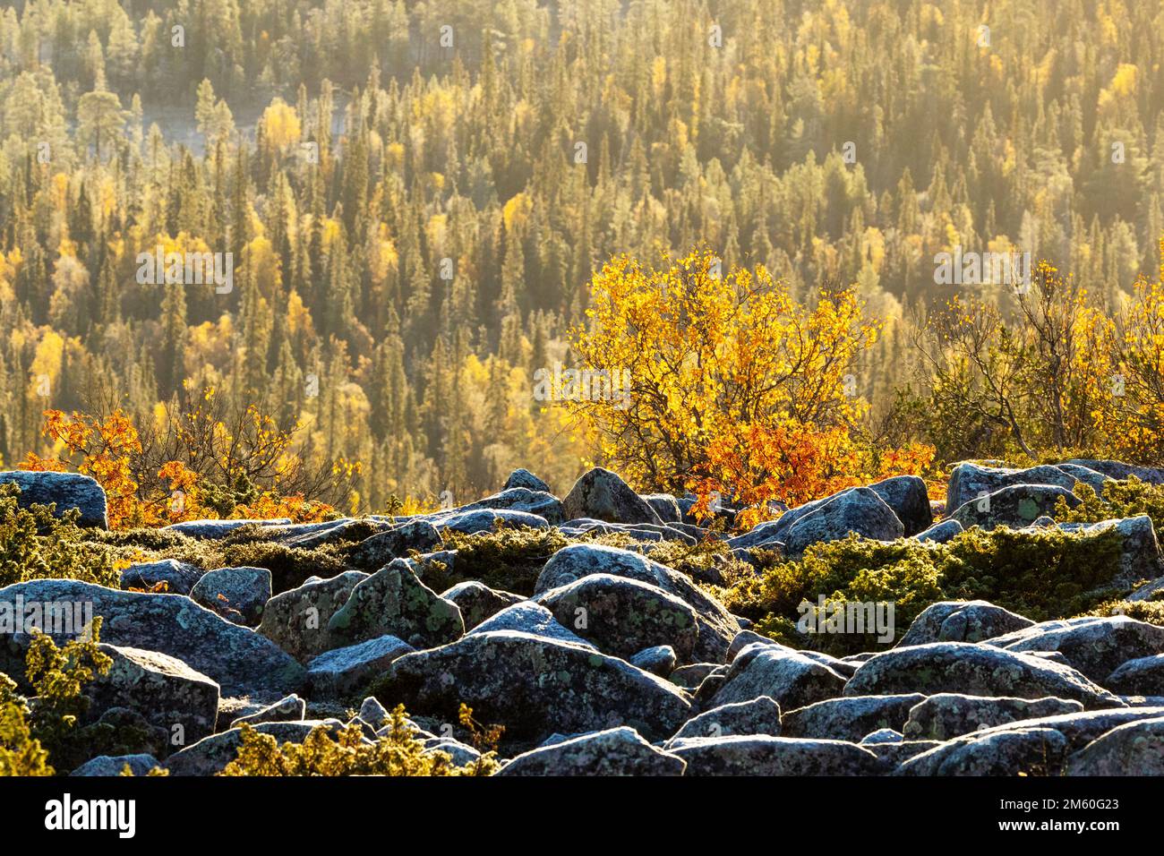 Pyhatunturi national park hi-res stock photography and images - Alamy