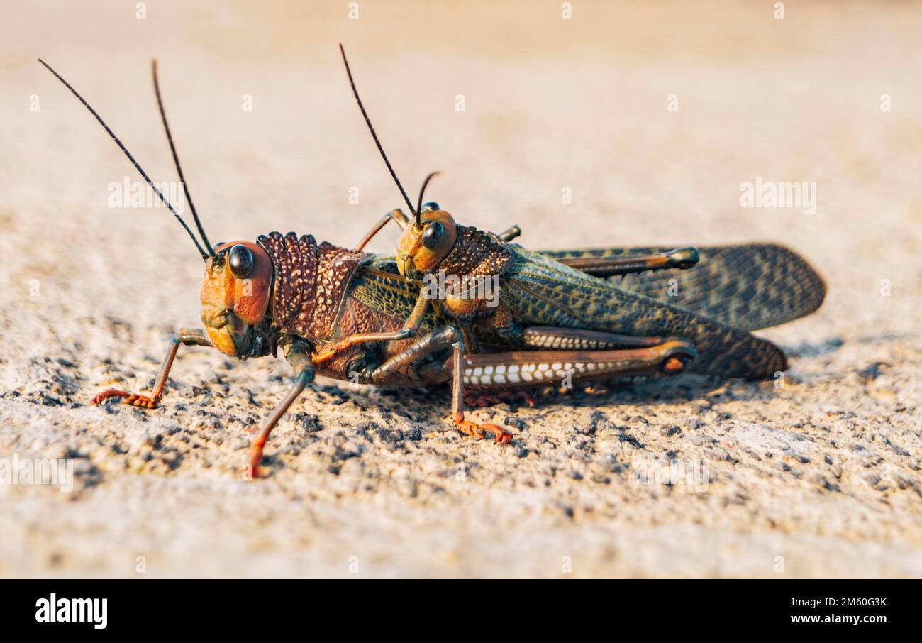 Close up of two crickets mating, View of two crickets mating. Two ...