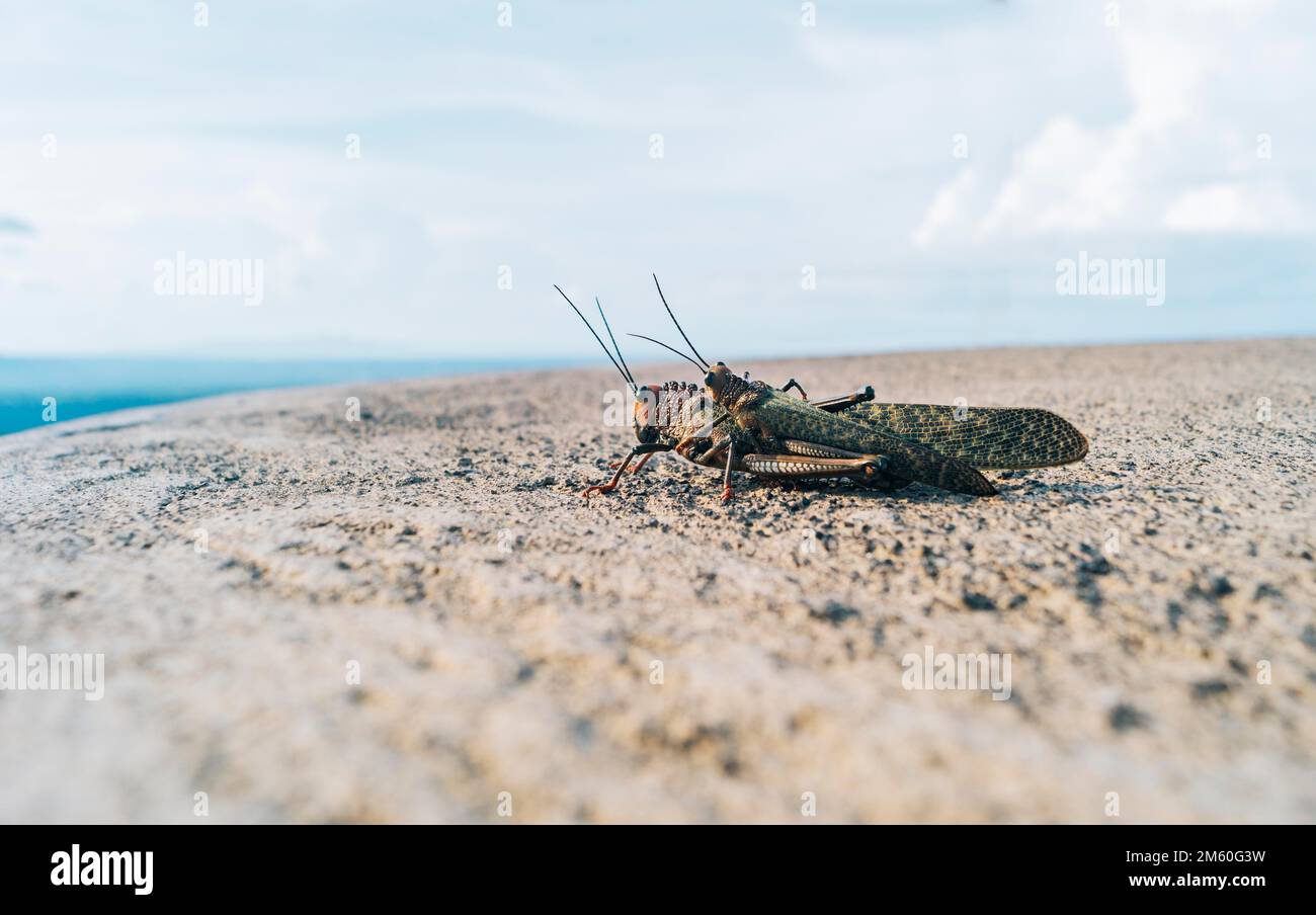 View of two crickets mating. Close up of two crickets mating, Two ...