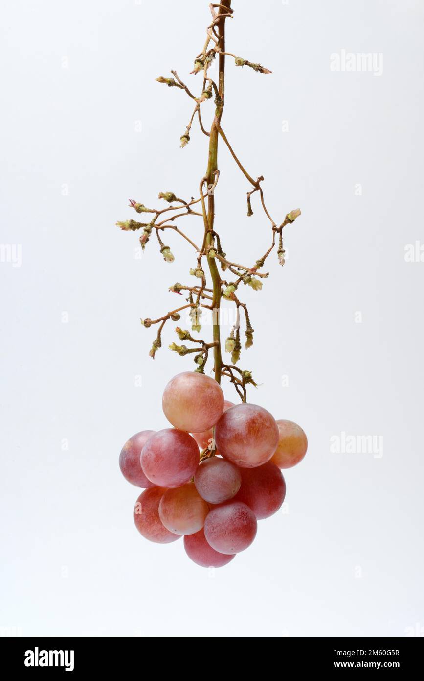 Red grape vine (Vitis vinifera) on panicle, partially picked, against ...
