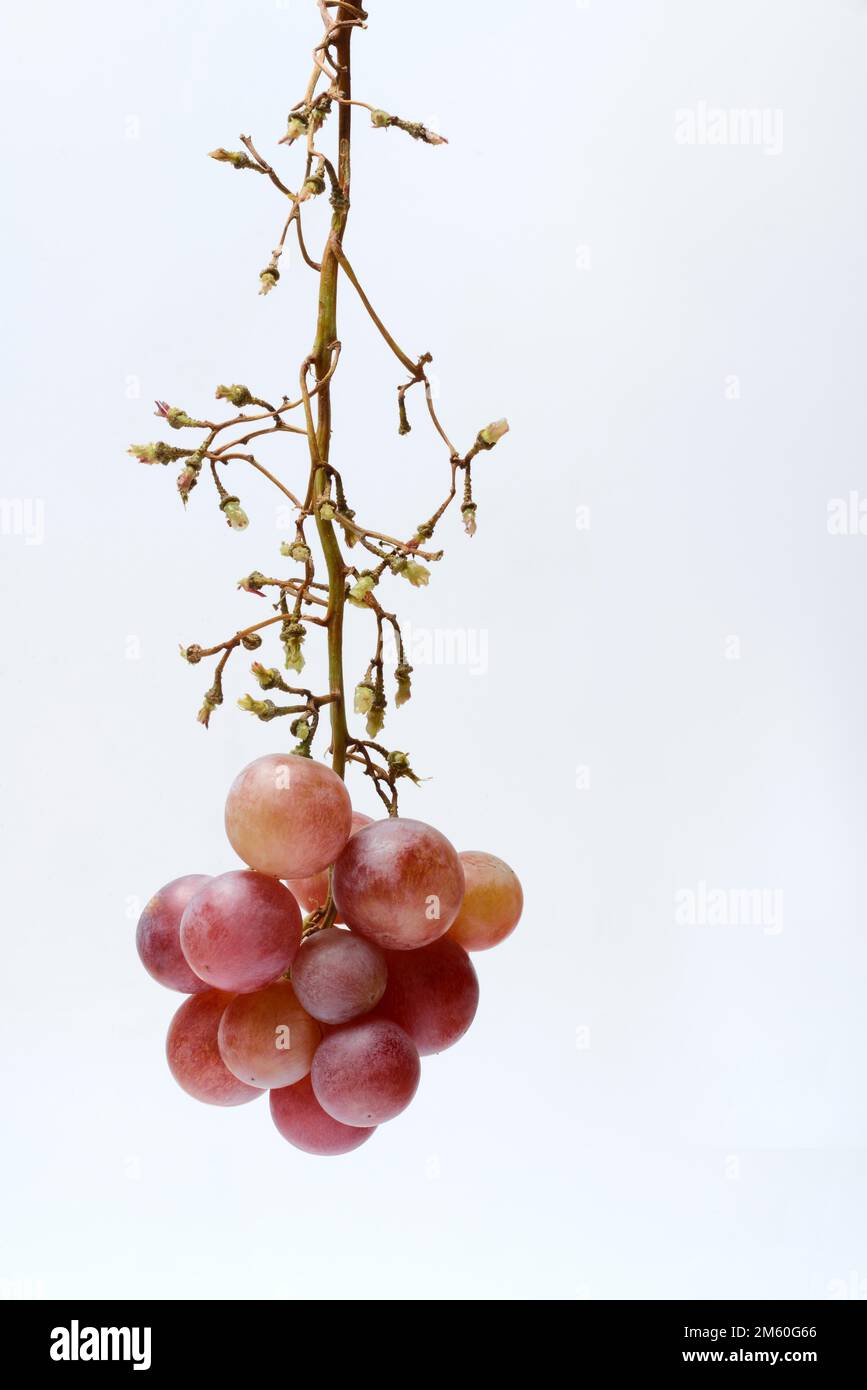 Red grape vine (Vitis vinifera) on panicle, partially picked, against ...