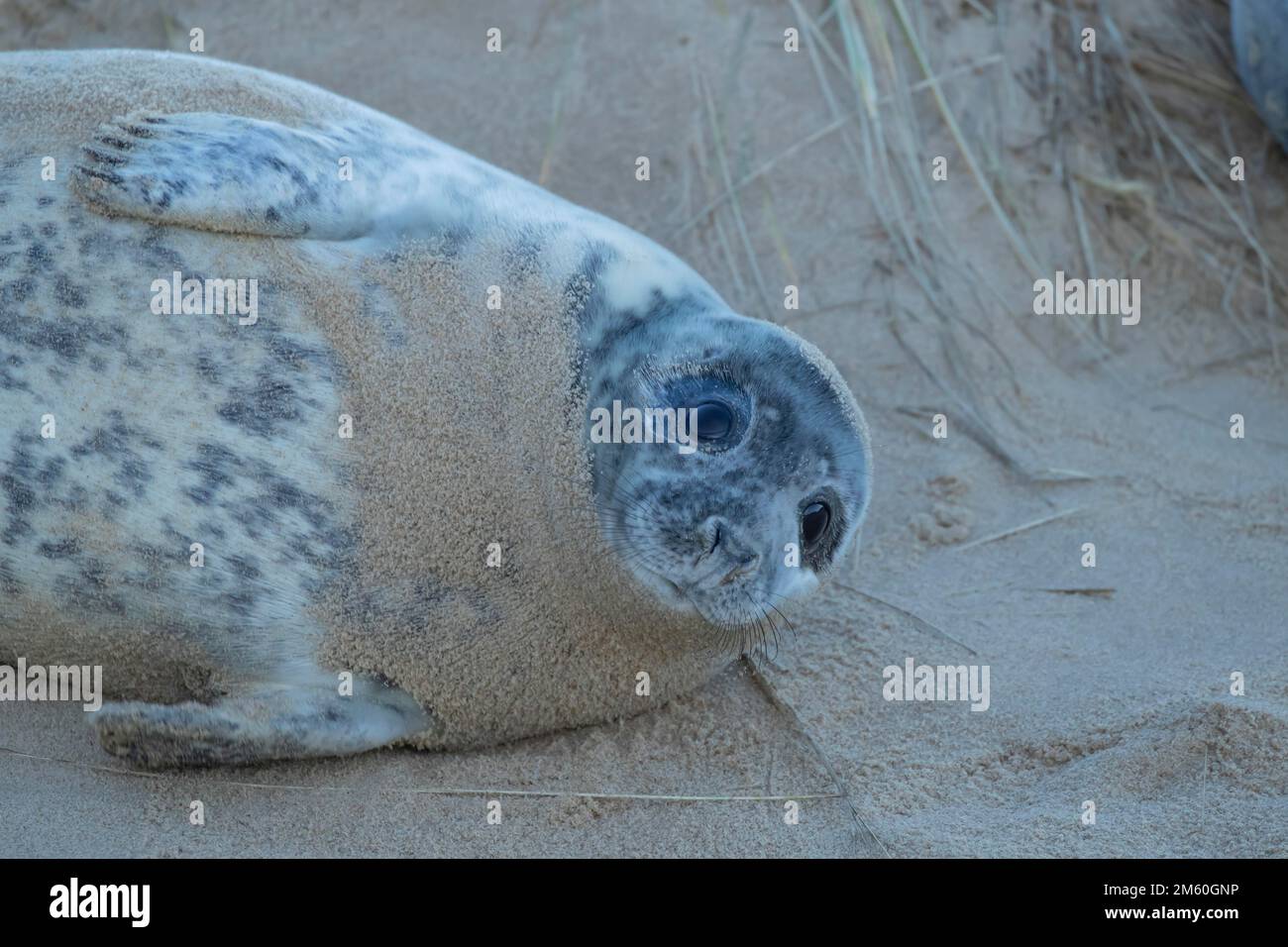 Grey (Halichoerus grypus) seal adult resting on a beach, Norfolk ...