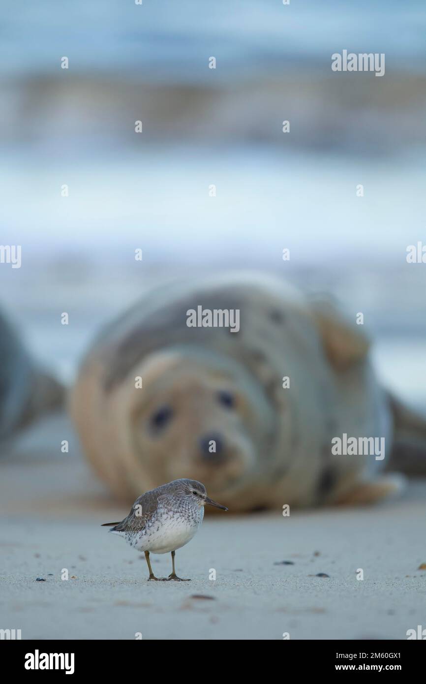 Knot (Halichoerus grypus) (Calidris canutus) adult bird with a Grey ...
