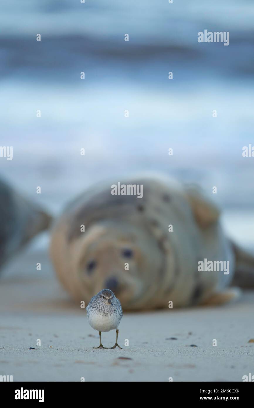 Knot (Halichoerus grypus) (Calidris canutus) adult bird with a Grey ...
