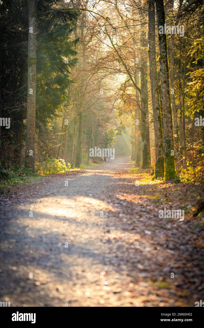 Dim forest hi-res stock photography and images - Alamy