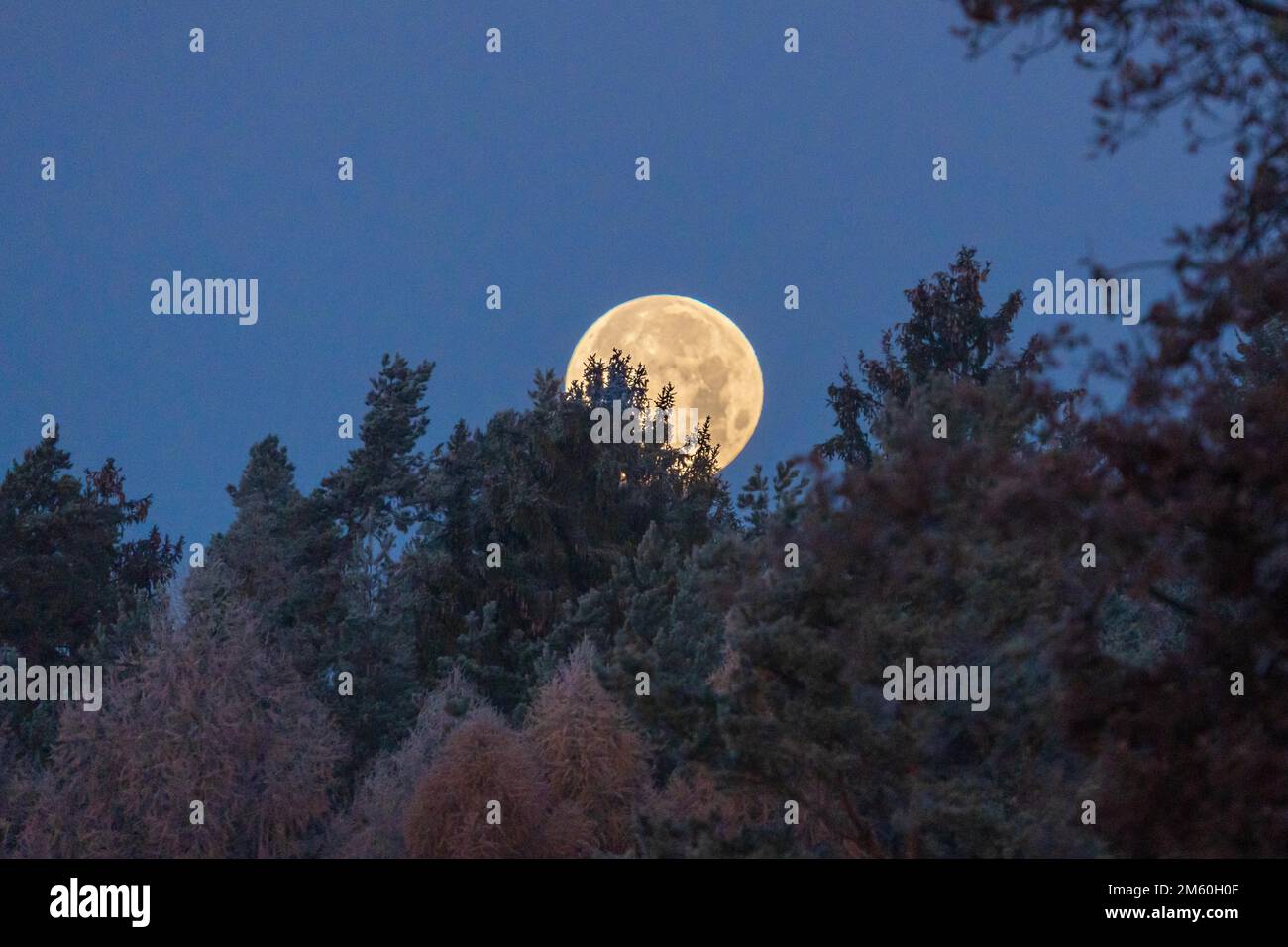 Moon behind trees, Black Forest, Germany Stock Photo - Alamy