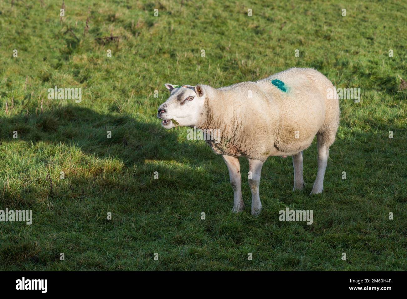 Texel sheep (tups) in early January kept as a small group together ...