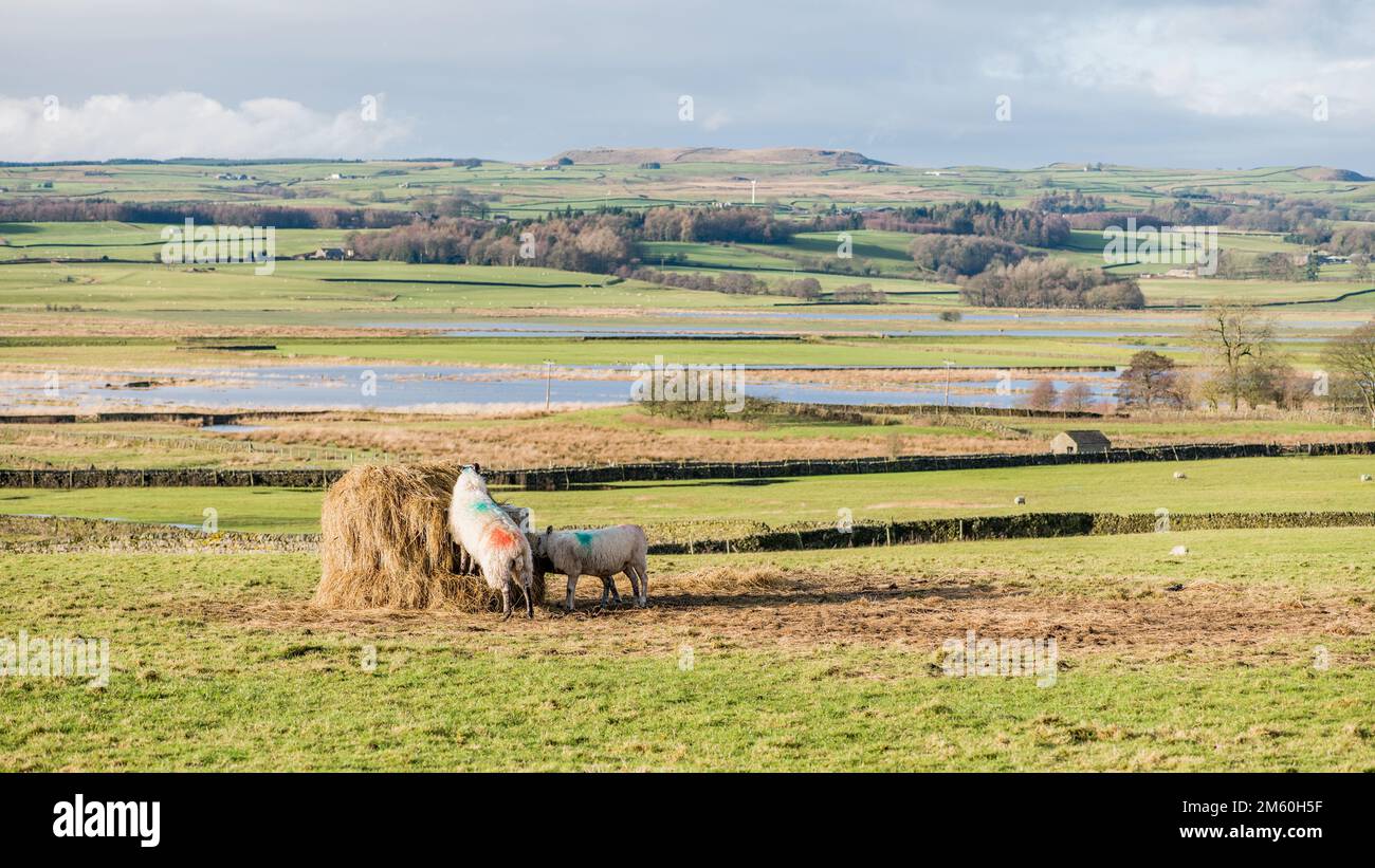 Sheep feeding on hay in Ribblesdale ---- looking towards the River ...