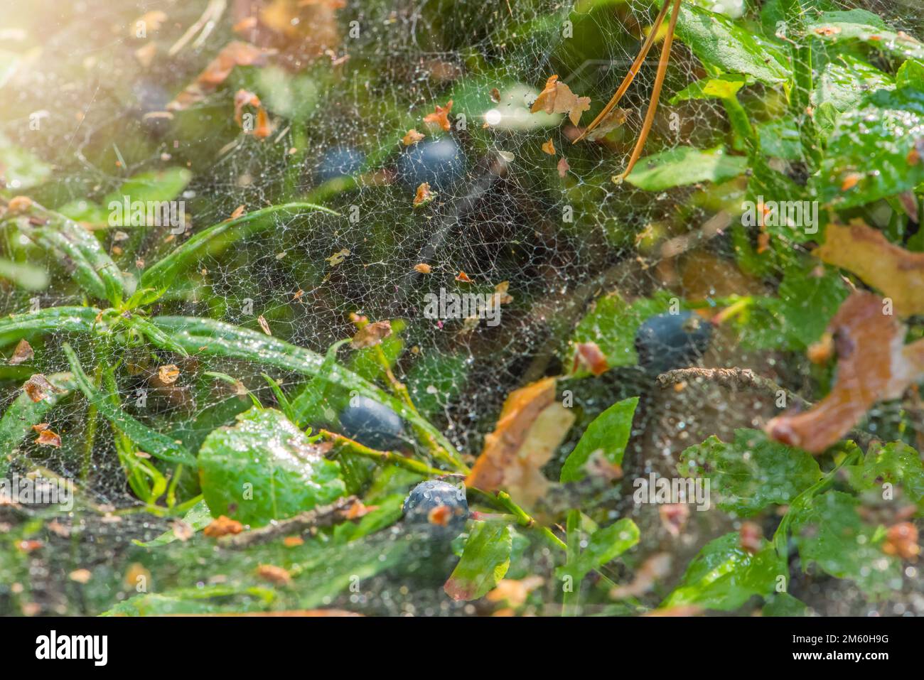 Spider web in the forest. A cobweb on a bush of ripe blueberries, a ...