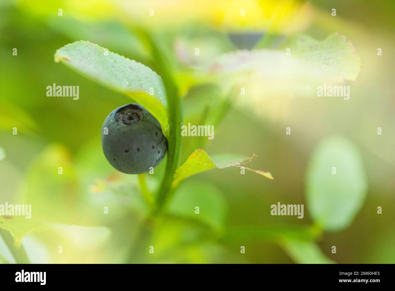 Wild blueberries on a bush in the forest, close-up. Green blueberry ...