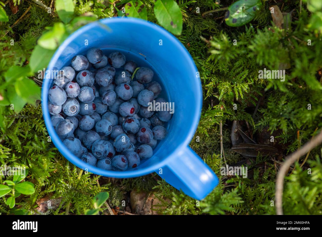 Blueberry picking season. Basket with ripe blueberries in the forest. A ...