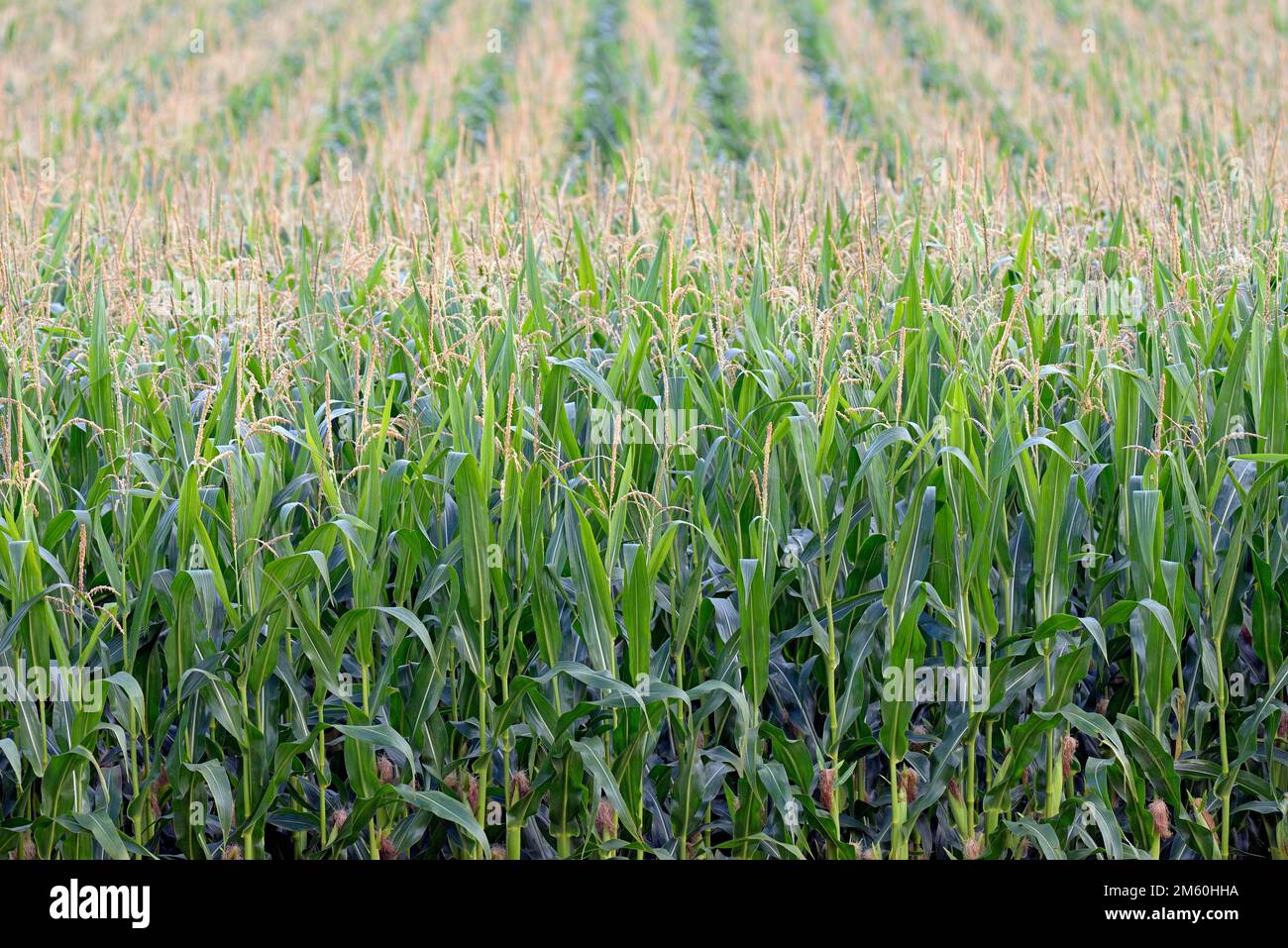 Corn, maize (Zea mays) field, immature maize cobs with maize silk ...