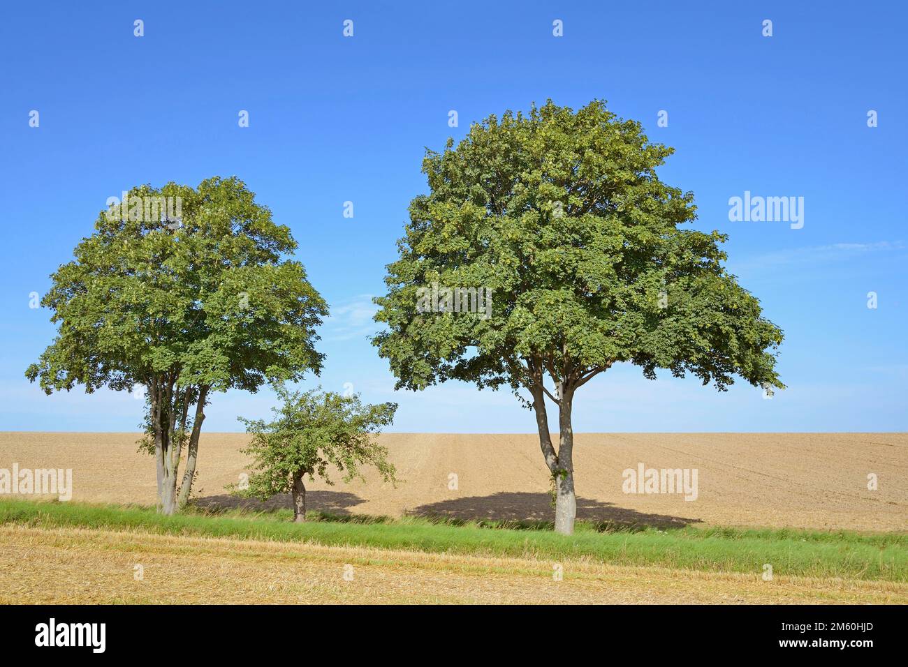 Deciduous trees, maple (Acer) and an apple tree (Malus) on a field path ...