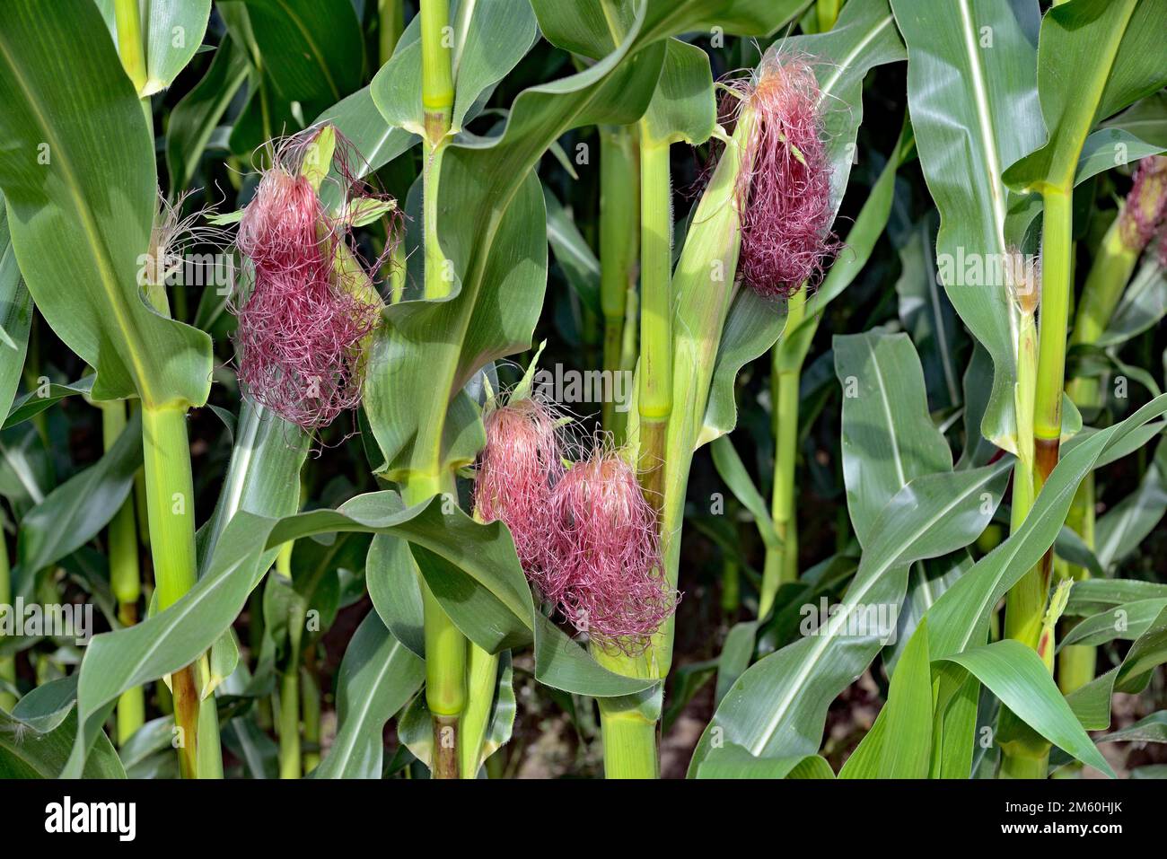 Corn silk hi-res stock photography and images - Alamy