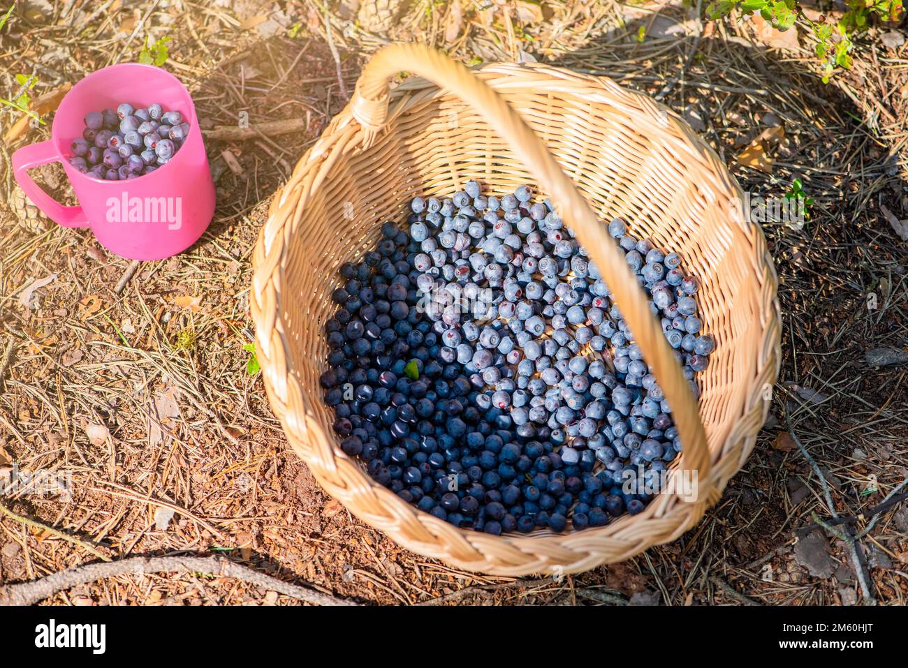 Blueberry picking season. Basket with ripe blueberries in the forest. A ...