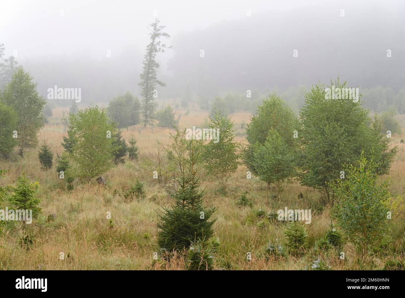 Former windthrow area with typical vegetation, small reeds ...