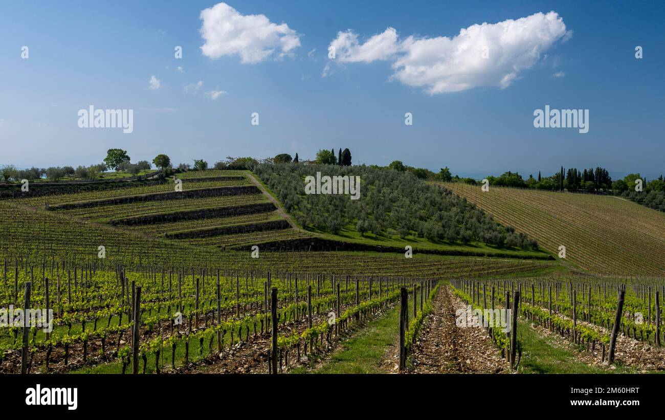 Chianti wine region hi-res stock photography and images - Alamy