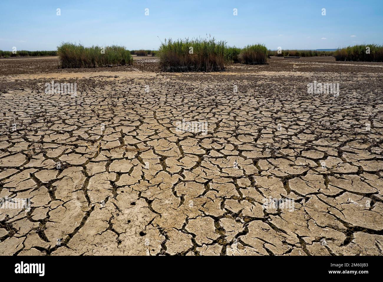 Heavily desiccated soil of Lake Neusiedl, Lake Neusiedl-Seewinkel ...