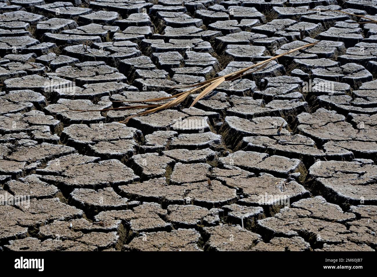 Heavily desiccated soil of Lake Neusiedl, Lake Neusiedl-Seewinkel ...