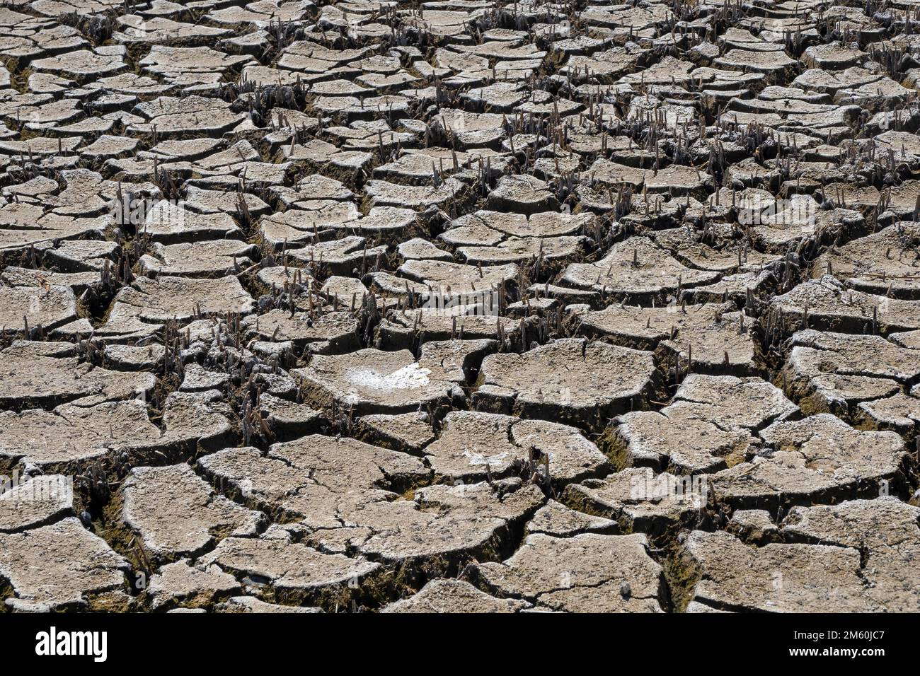 Heavily desiccated soil of Lake Neusiedl, Lake Neusiedl-Seewinkel ...