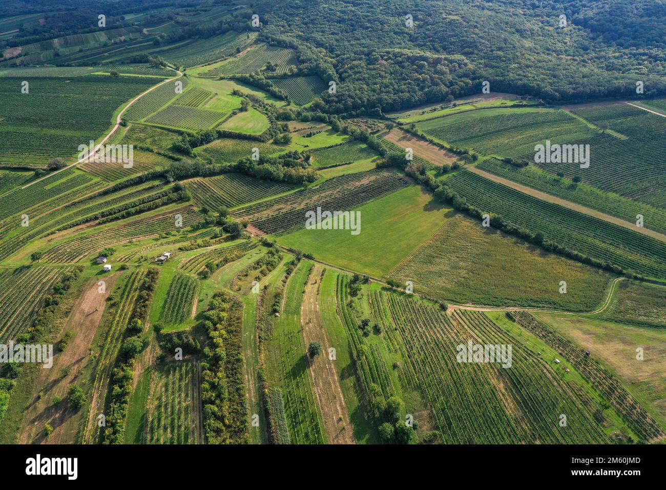 Aerial view, landscape with fields and vineyards, Weinviertel, Hadres ...
