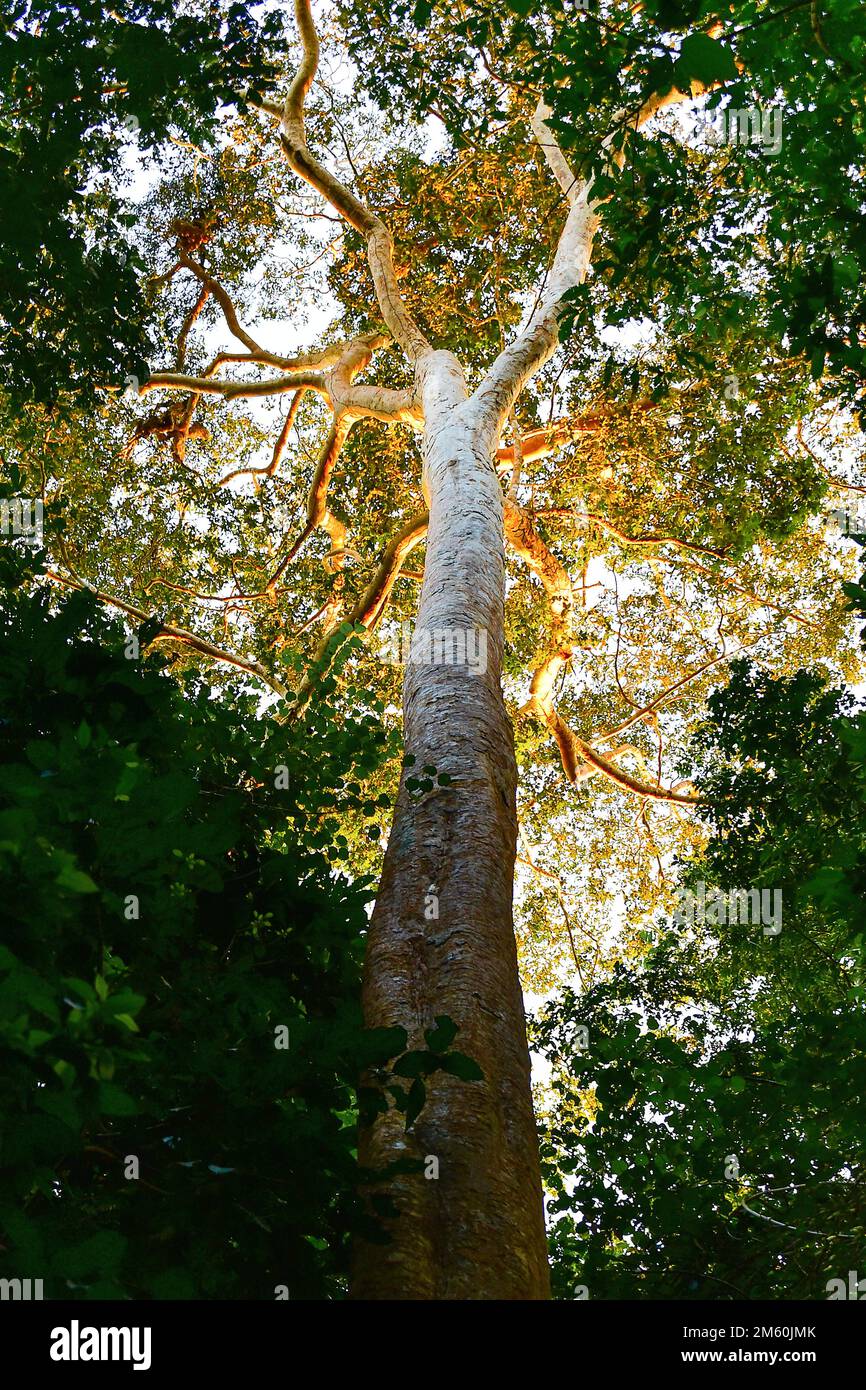 Sunbeams on huge tree in evening jungle, Amazon Basin, Puerto Maldonado ...