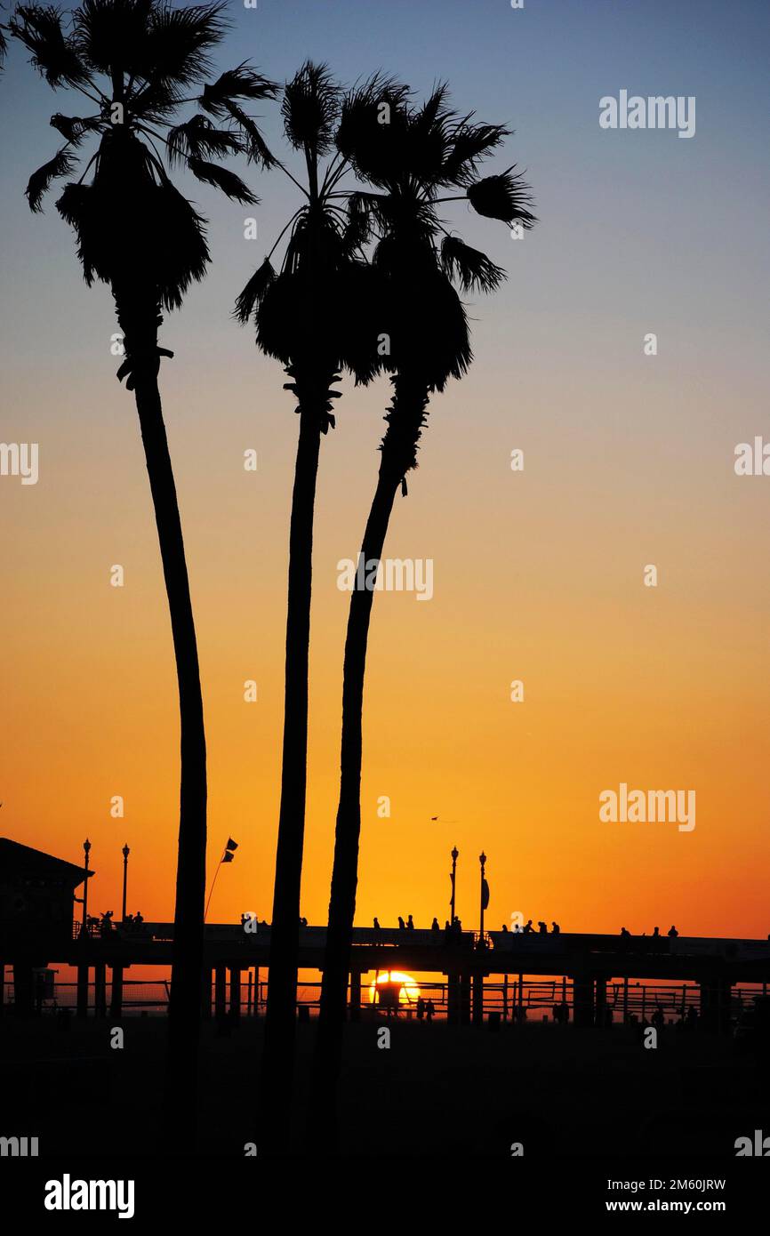 Palm trees at the beach at sunset in California, USA Stock Photo - Alamy