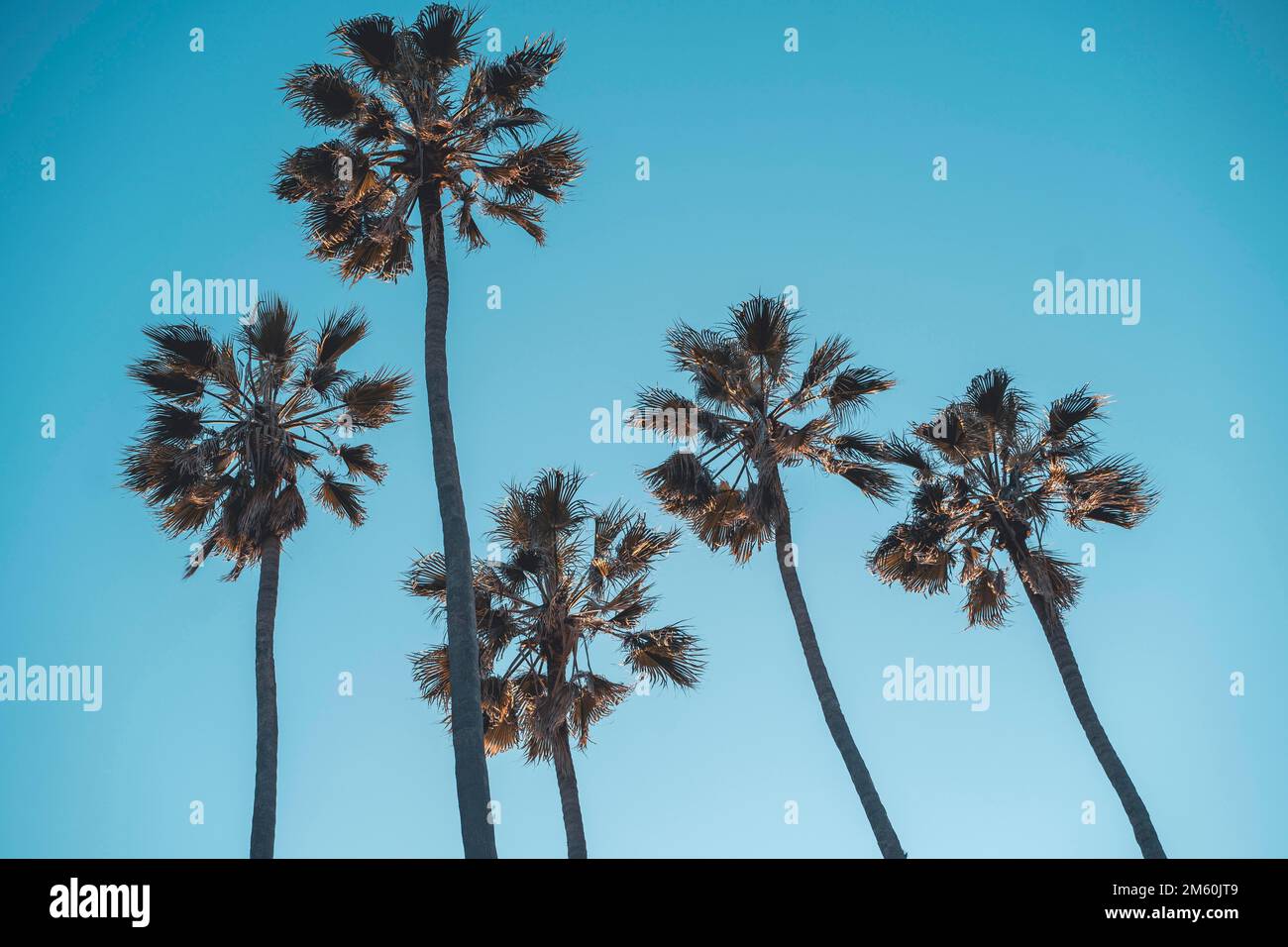 Four palm trees at Santa Monica beach California. Fashion, travel ...