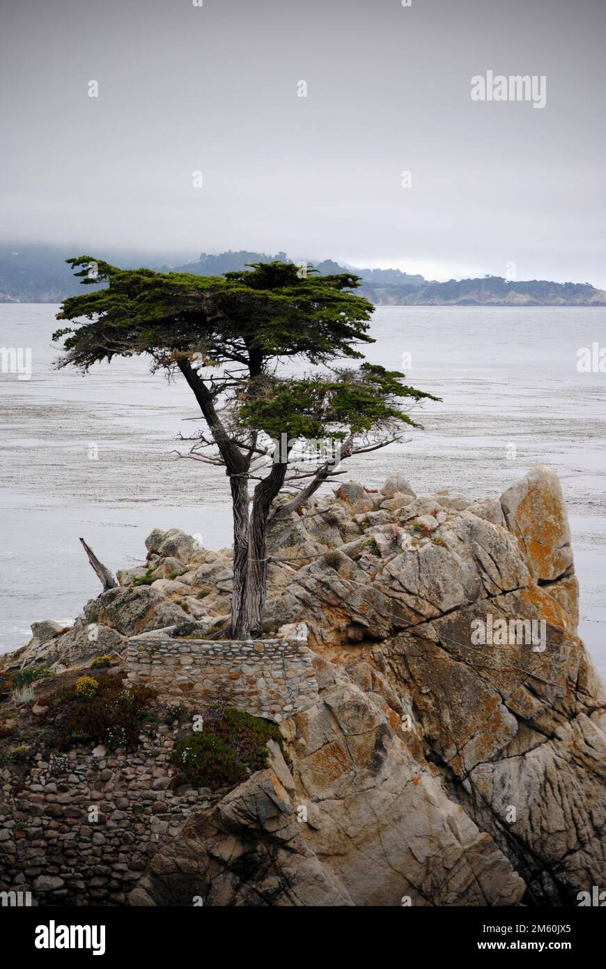 Cypress tree 17 mile drive hi-res stock photography and images - Alamy
