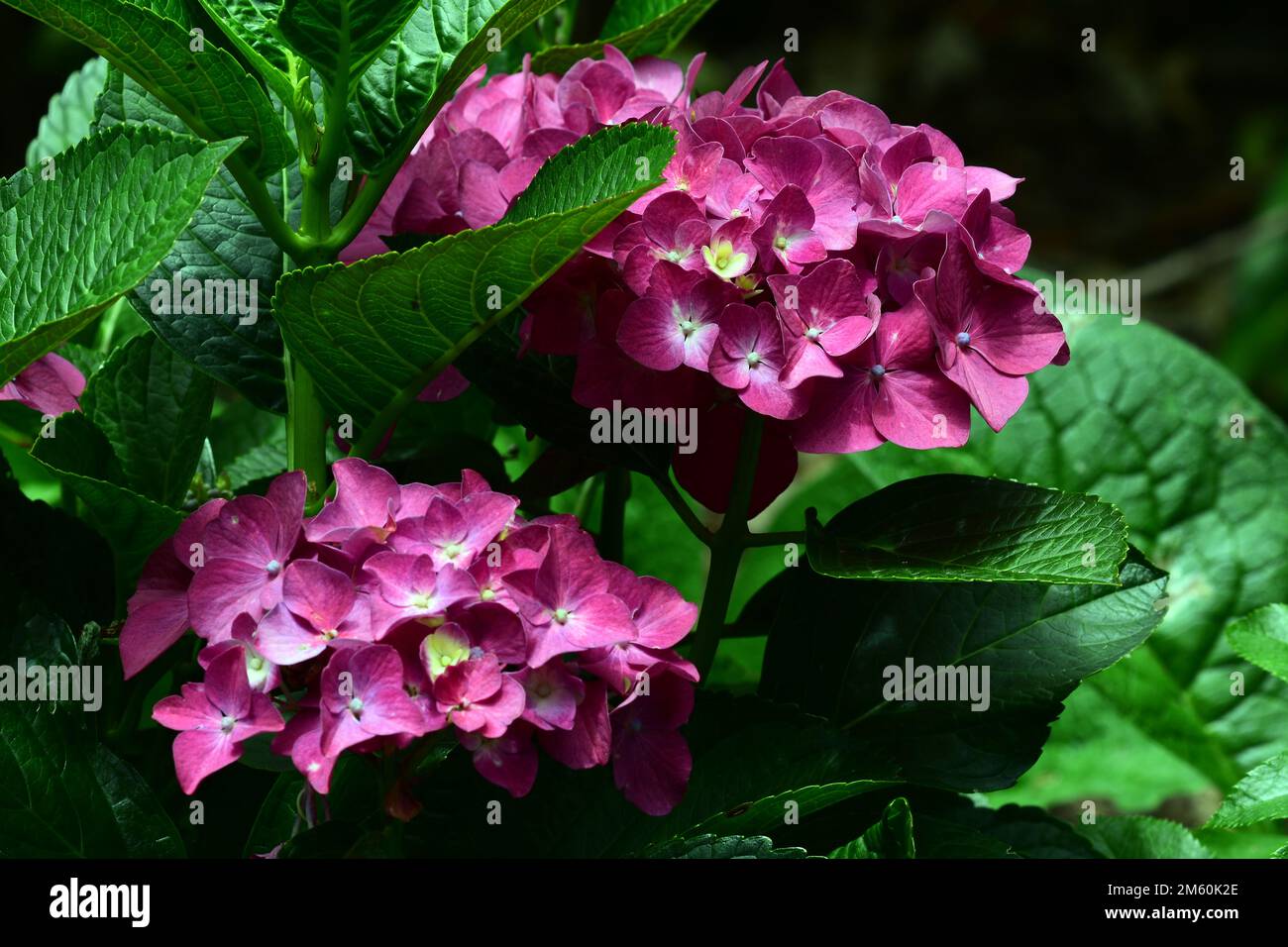 A close-up photo of purple Hydrangea (garden hydrangea, or French ...