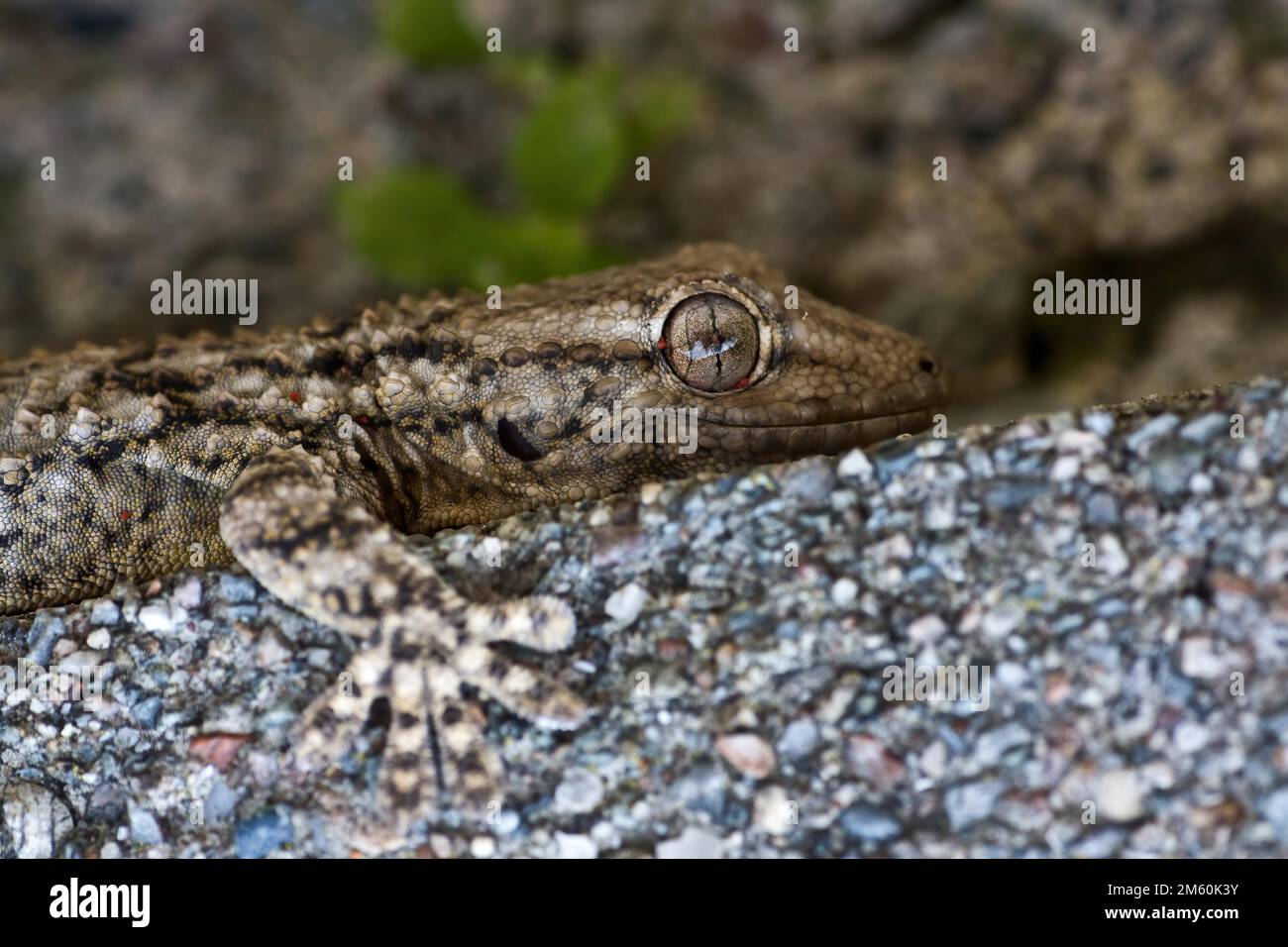 Common wall gecko (Tarentola mauritanica), adult on rock, animal ...
