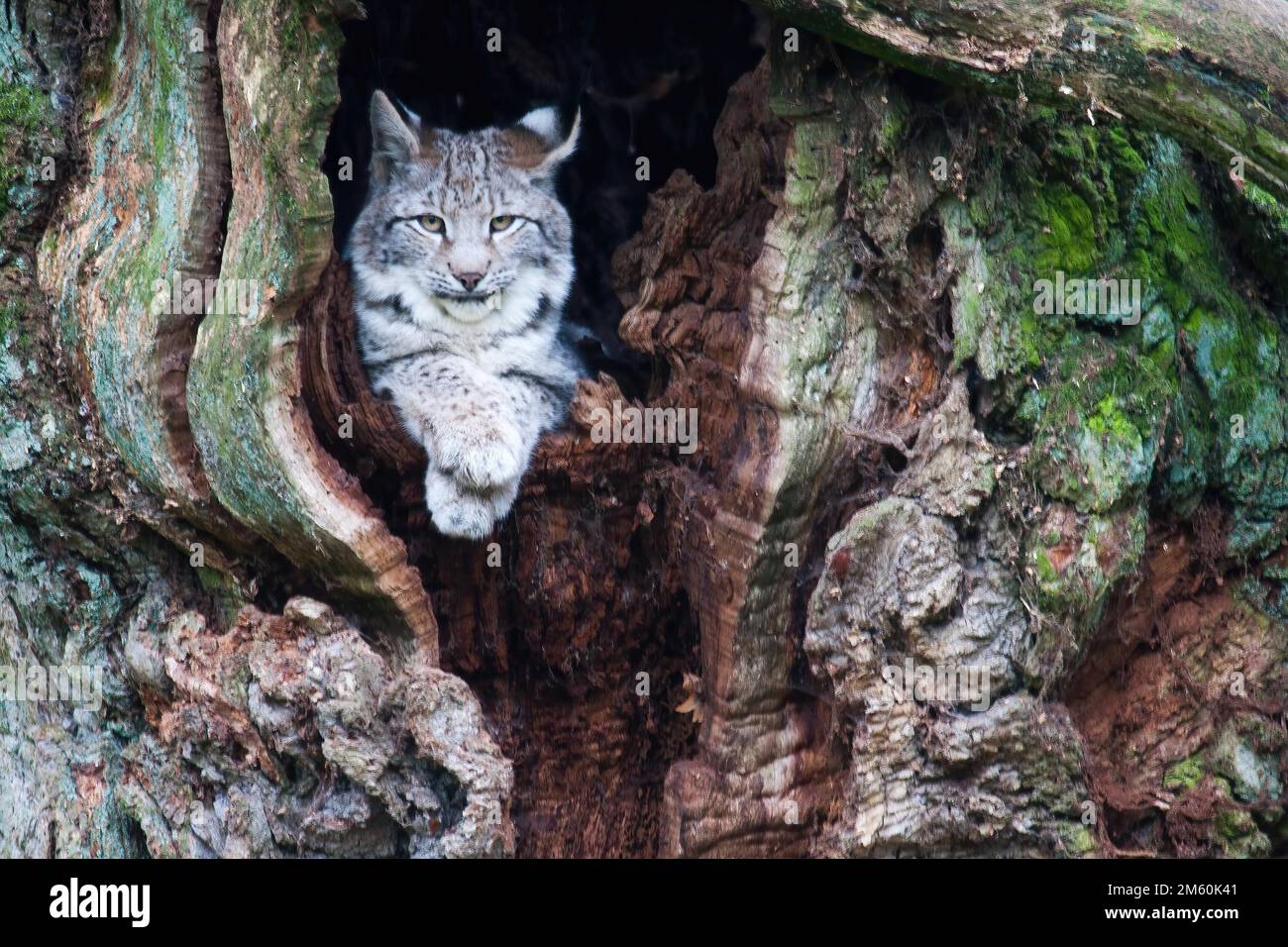 Eurasian lynx (Lynx lynx) looking out of tree hollow, captive, animal ...