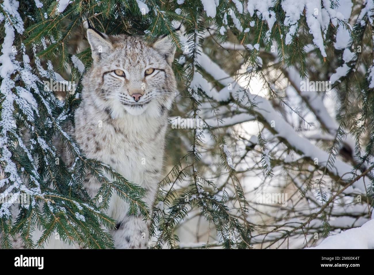Eurasian lynx (Lynx lynx) in snowy environment, captive, animal ...